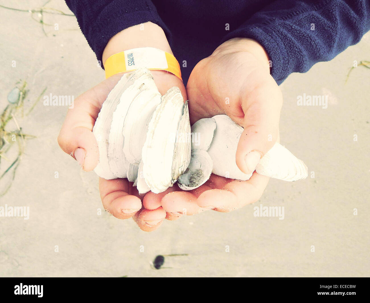 Hands holding shells hi-res stock photography and images - Alamy