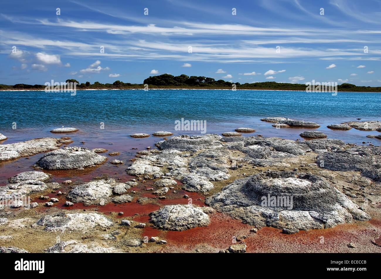 Stromatolites hamelin pool hi-res stock photography and images - Alamy