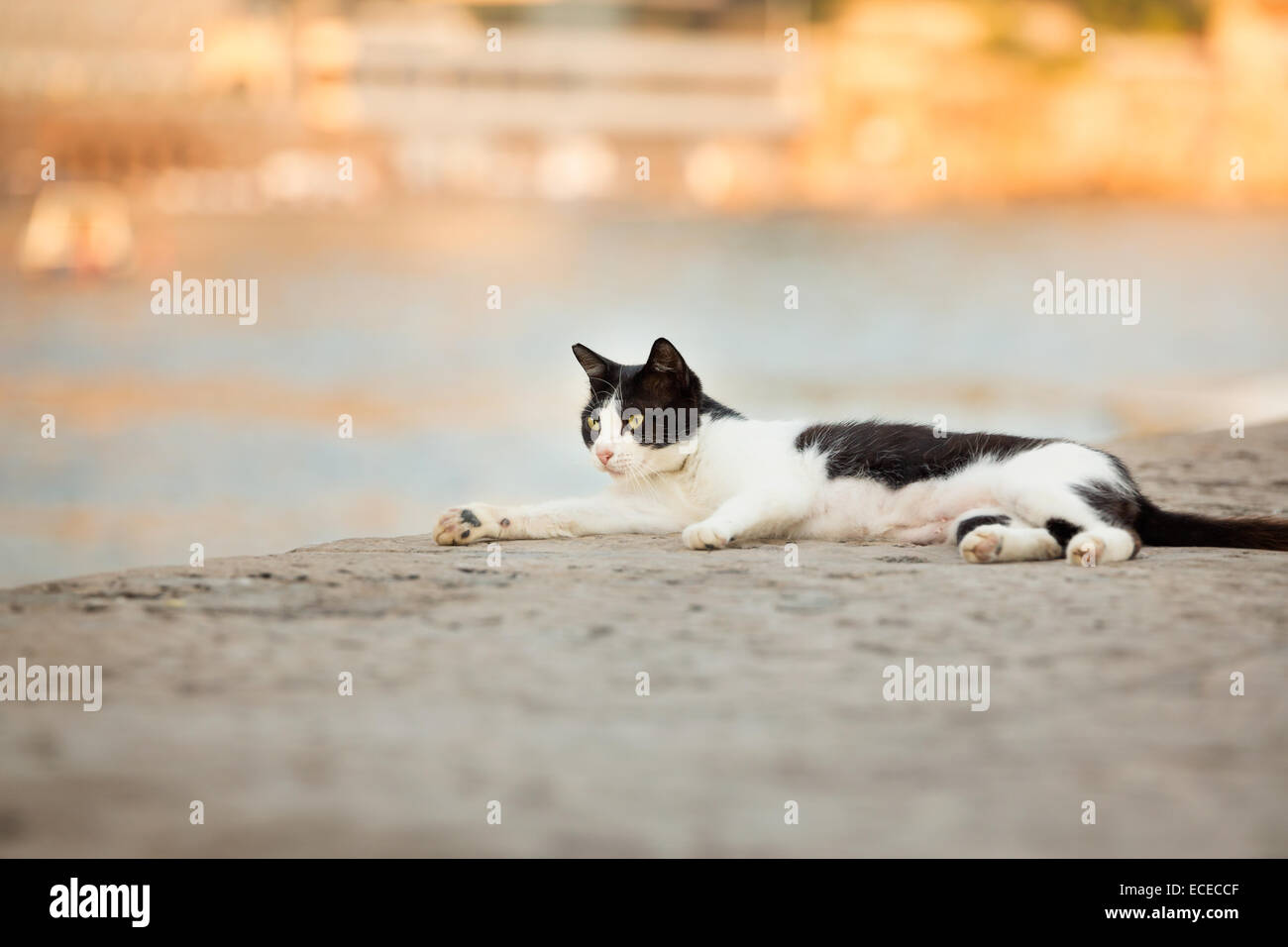 Black and white cat resting by lake Stock Photo - Alamy