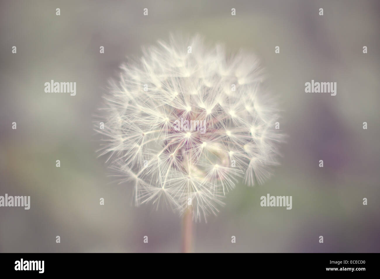 Close-up of single dandelion on blurred background Stock Photo - Alamy
