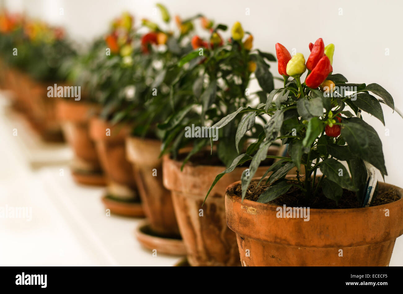 Chilli plants hi-res stock photography and images - Alamy