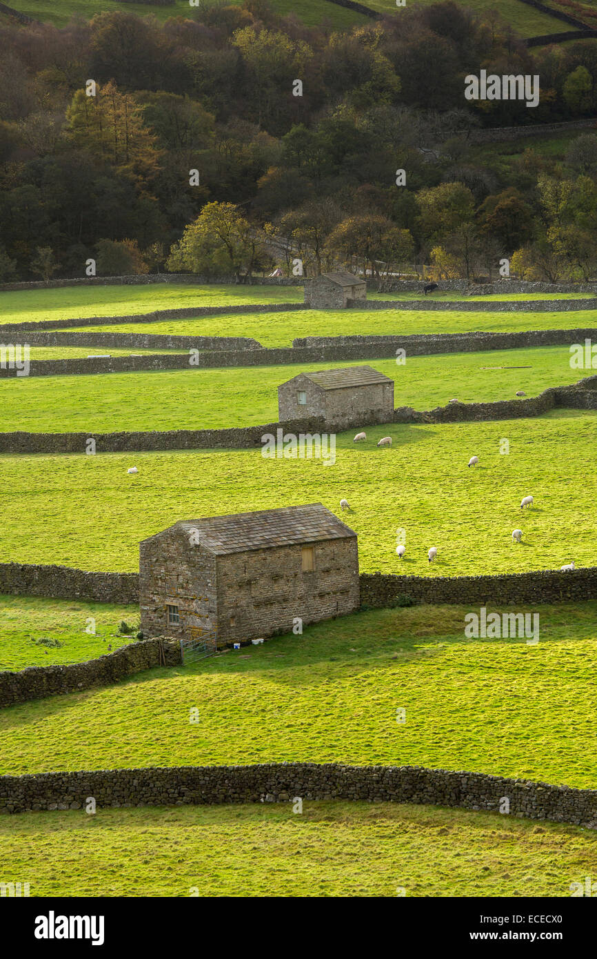 Gunnerside Bottoms, Swaledale, Yorkshire Dales National Park Stock ...