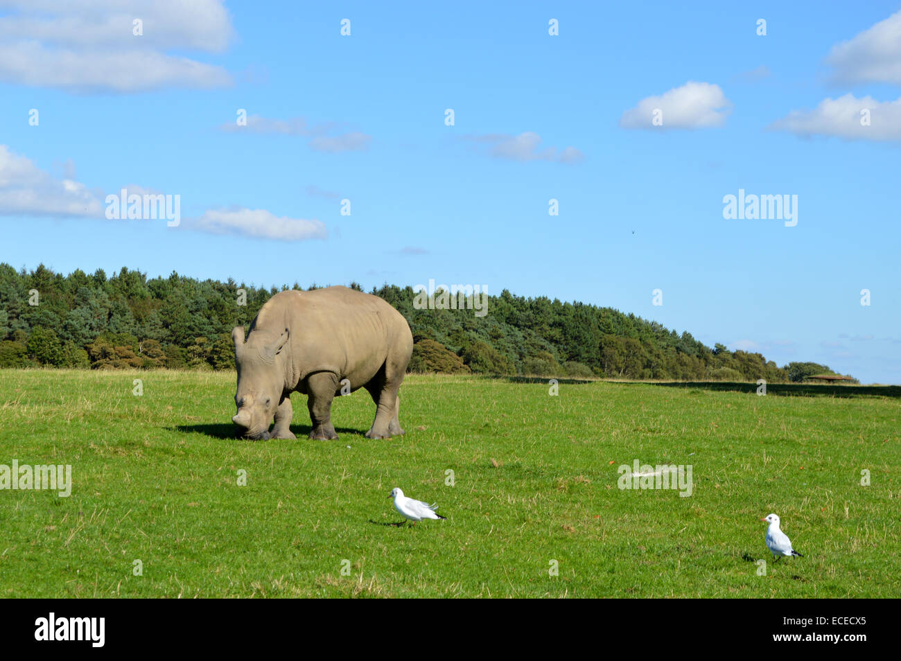Wild animals in britain hi-res stock photography and images - Alamy