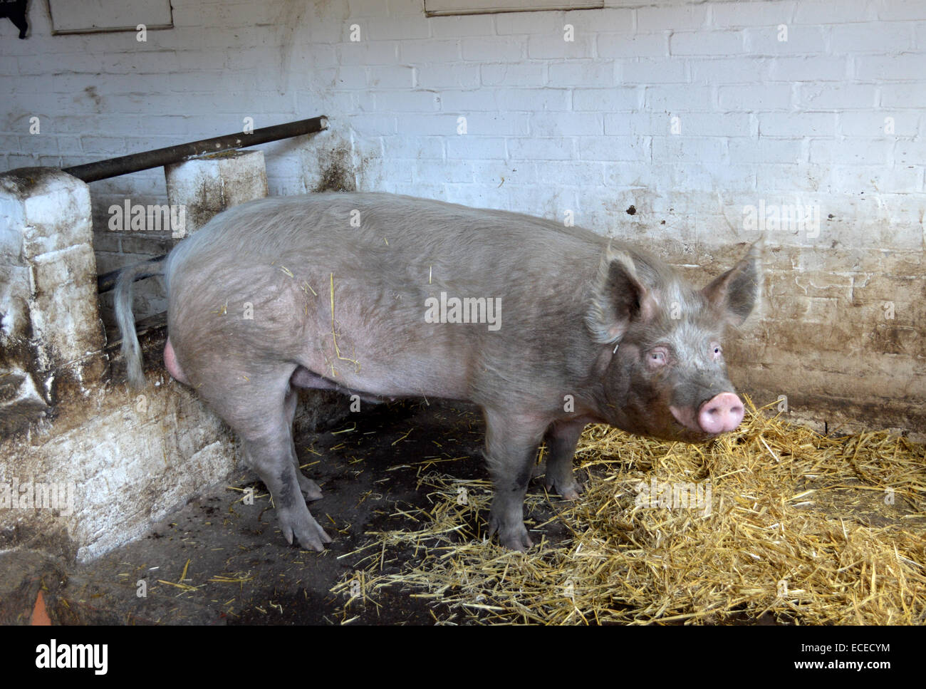 Wild animals in britain hi-res stock photography and images - Alamy