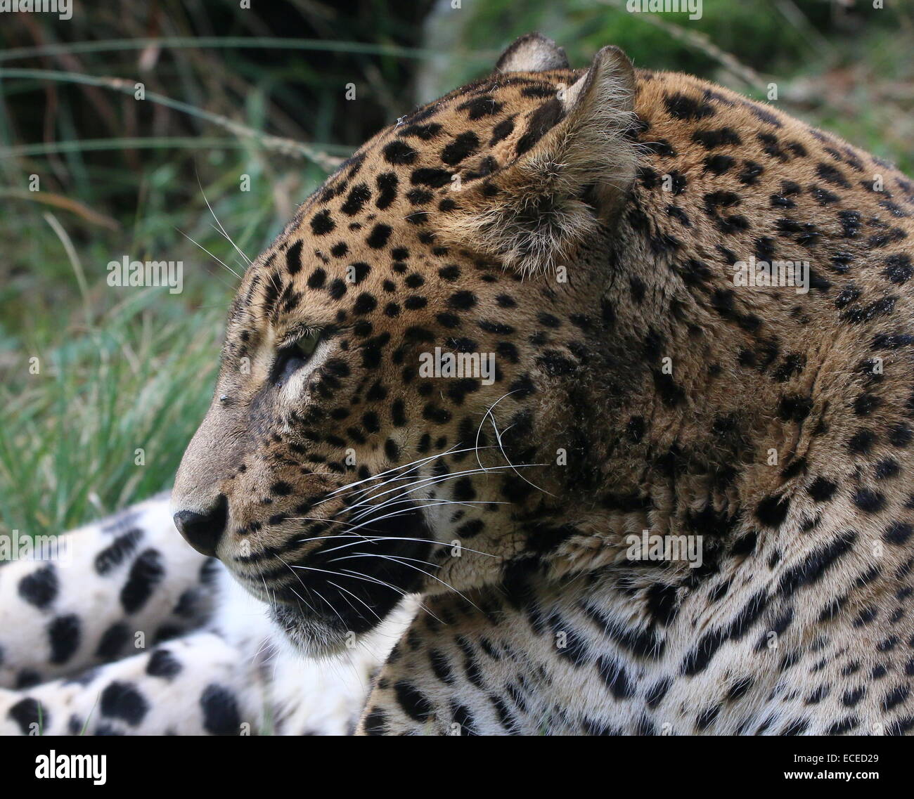 Panthere de ceylan hi-res stock photography and images - Alamy