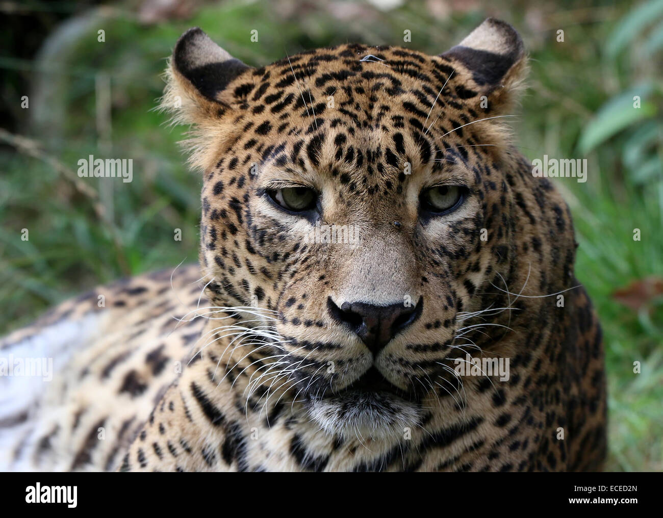 Sri-Lankan Leopard or panther ( Panthera pardus kotiya) close-up Stock ...