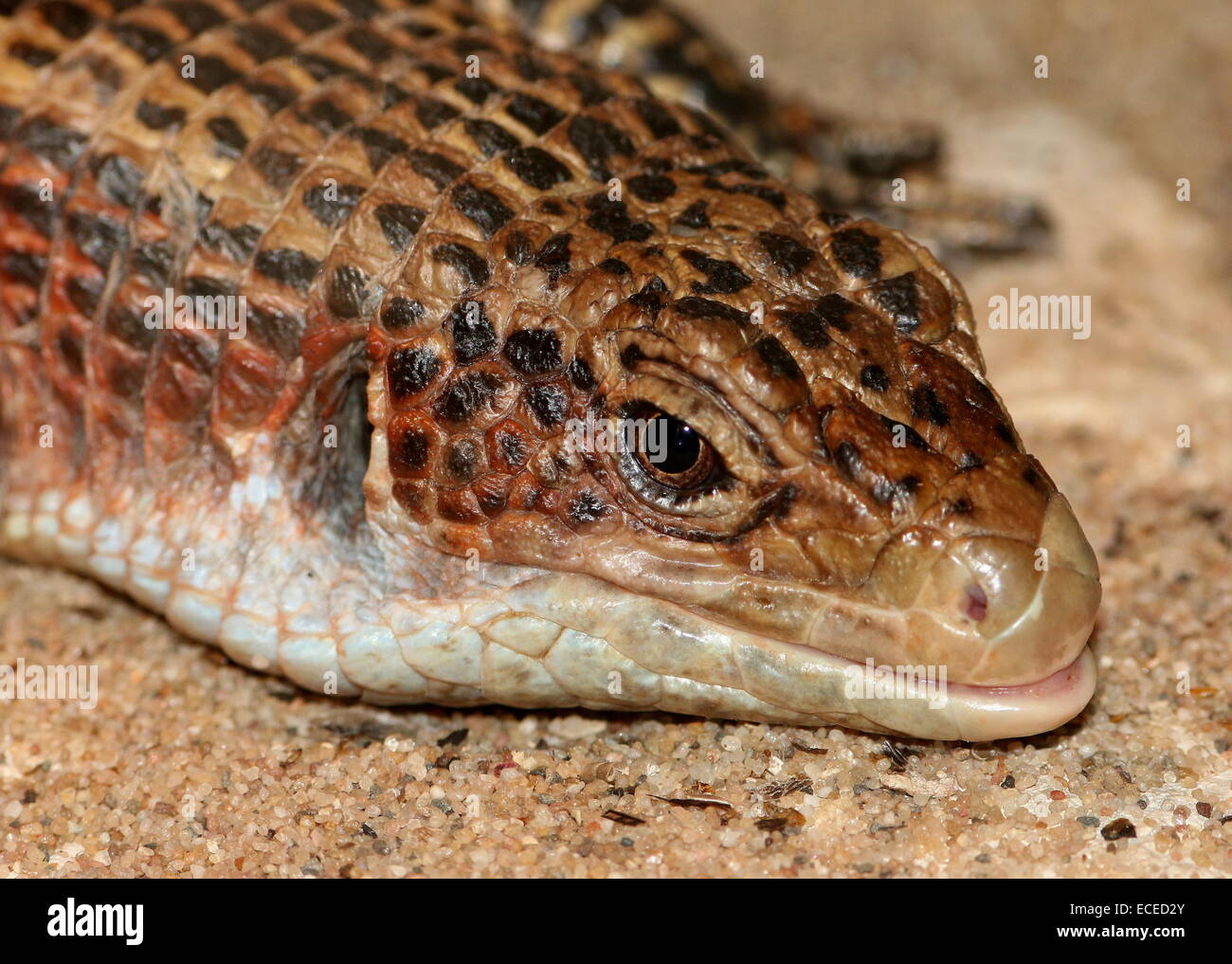 Sudan or Western plated lizard (Gerrhosaurus major, Broadleysaurus ...