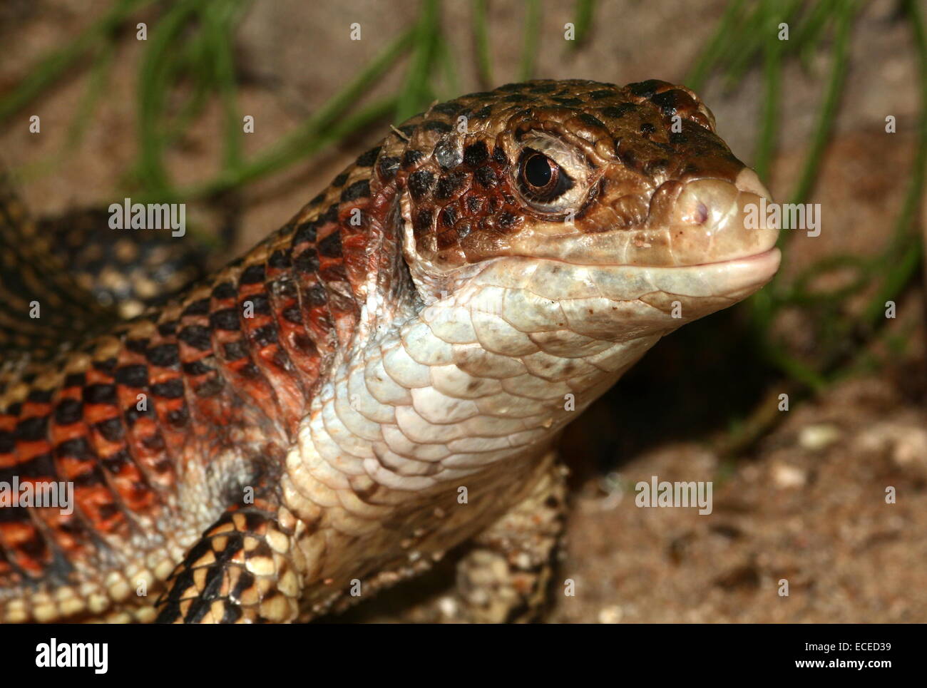 Broadleysaurus hi-res stock photography and images - Alamy