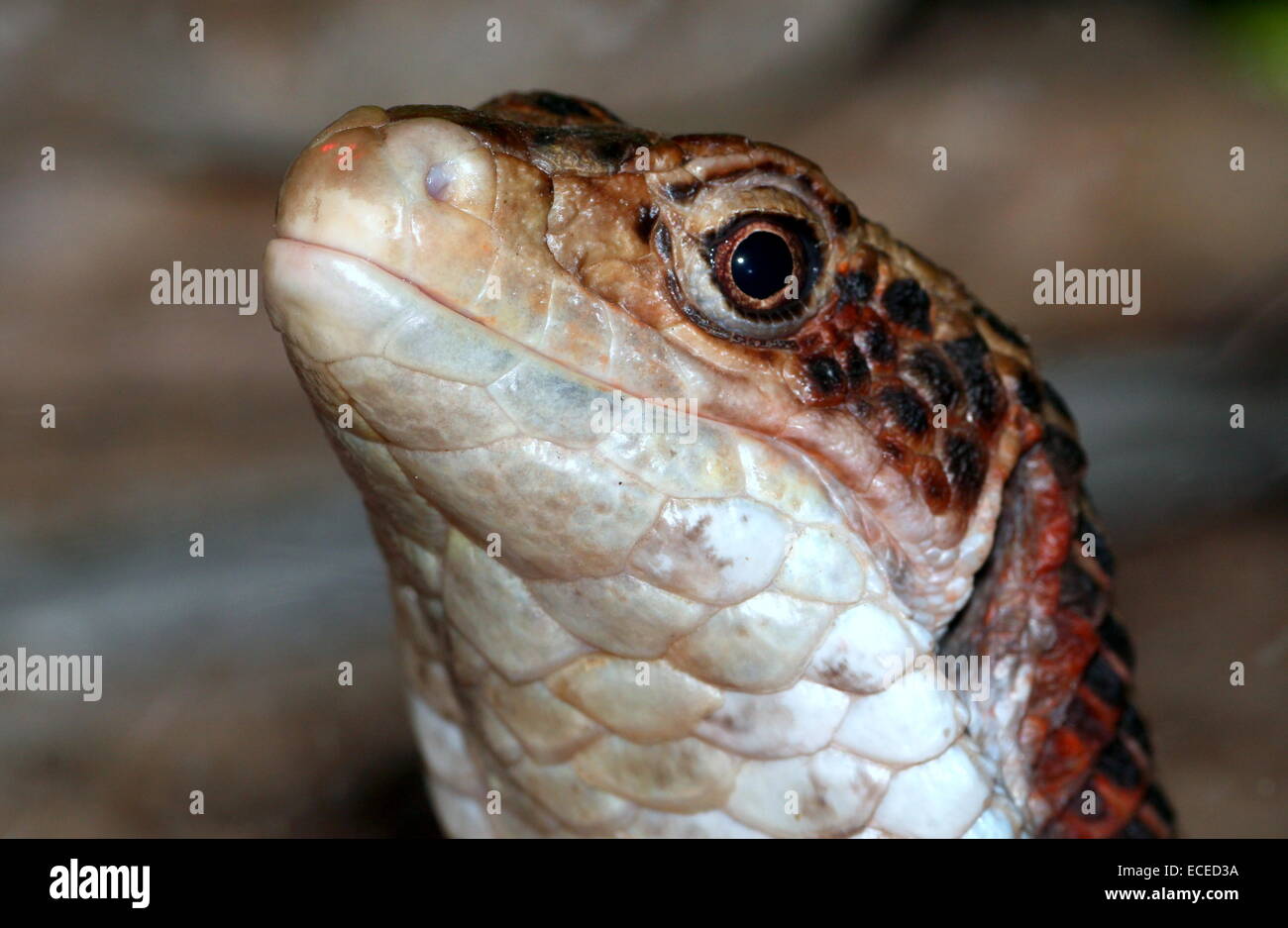Sudan or Western plated lizard (Gerrhosaurus major, Broadleysaurus ...