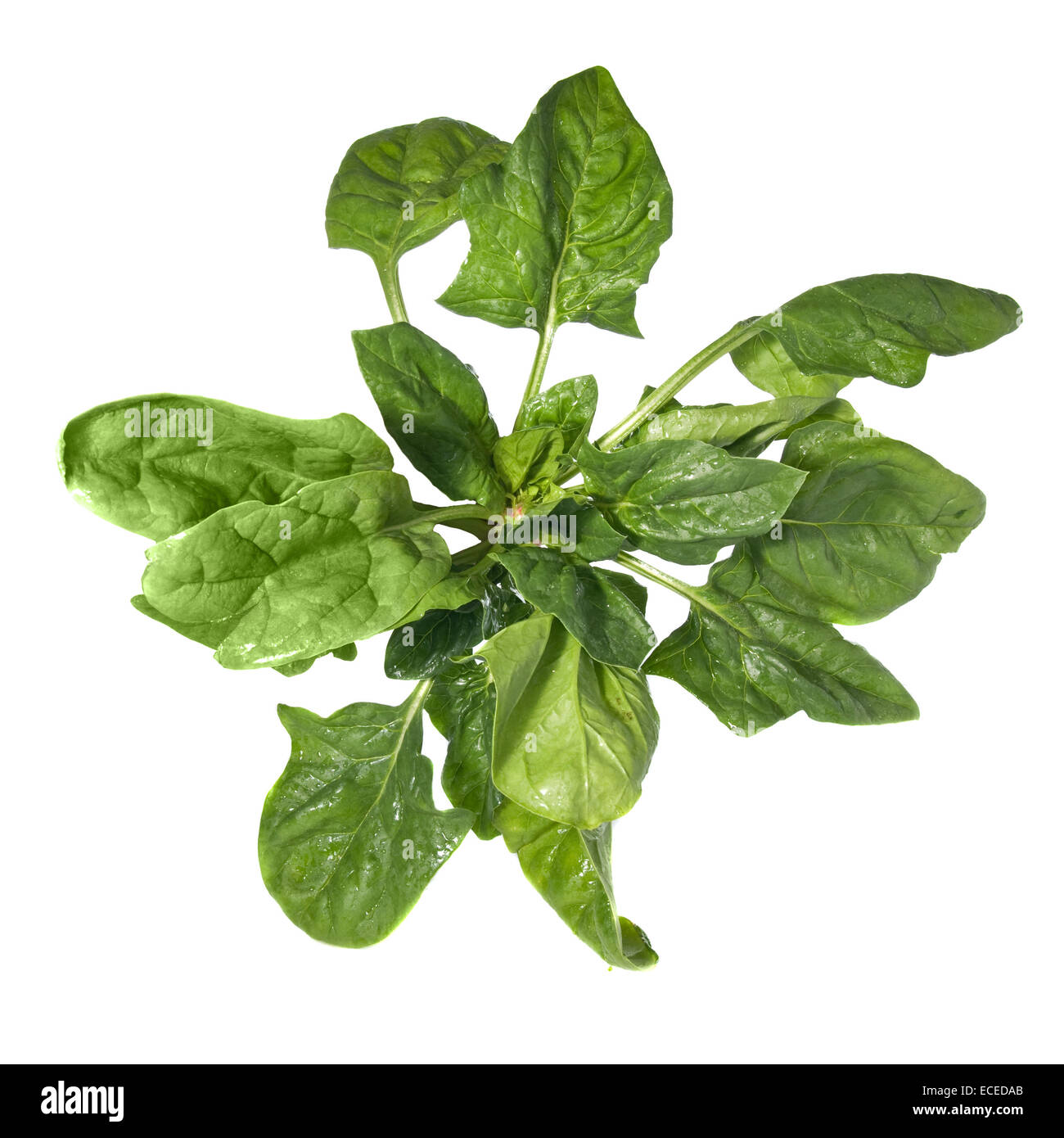 green spinach isolated on white Stock Photo - Alamy