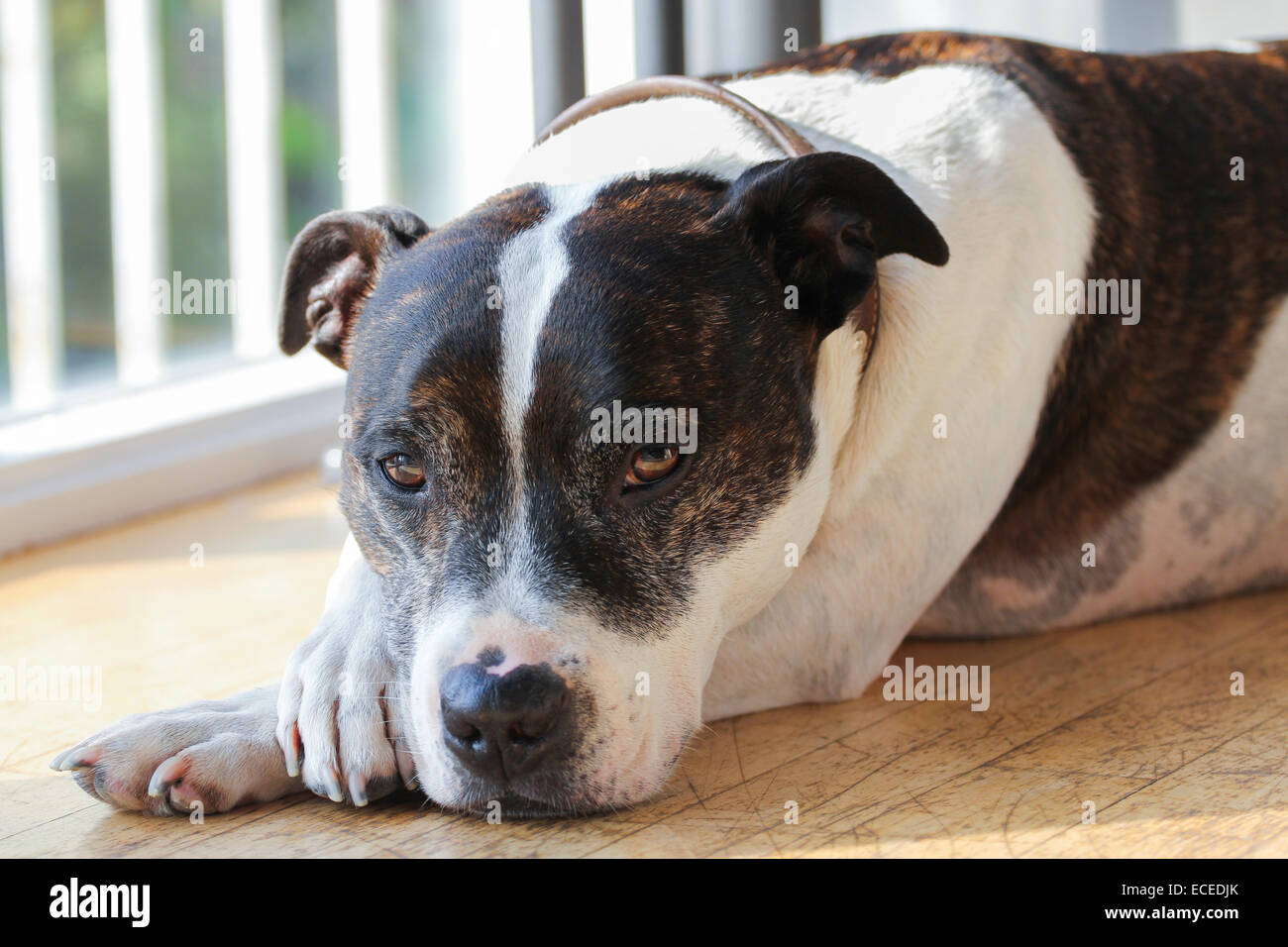 Staffordshire Bull Terrier Laying Down with His Paws Crossed Stock ...