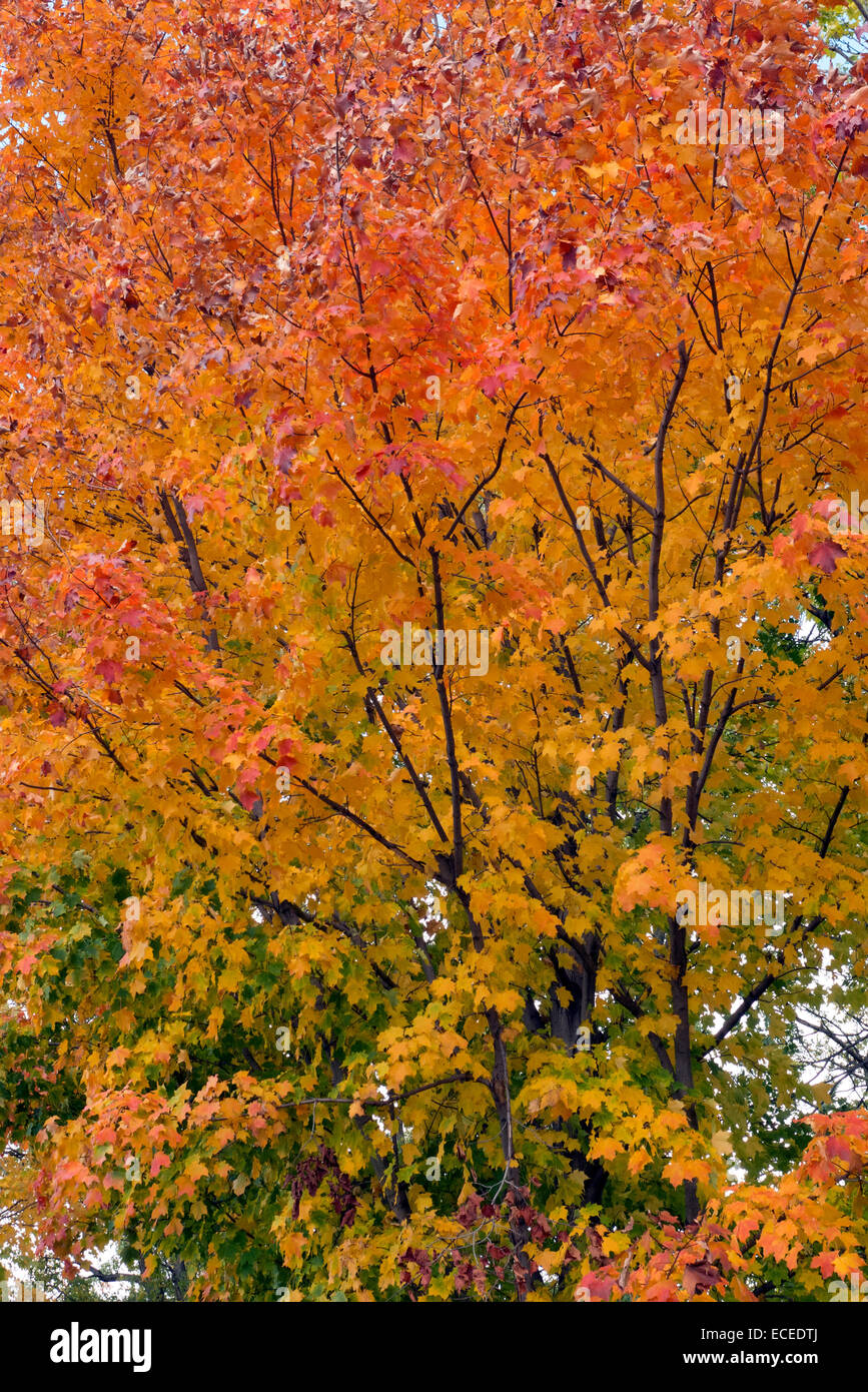 Autumn scene in upstate NY USA Stock Photo - Alamy