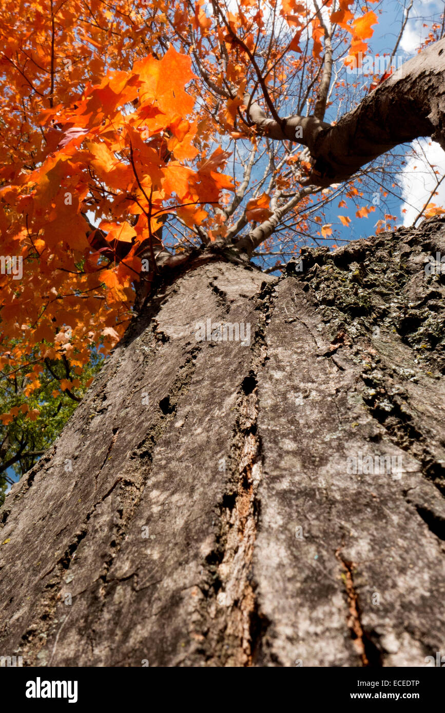 Maple tree in autumn Stock Photo - Alamy