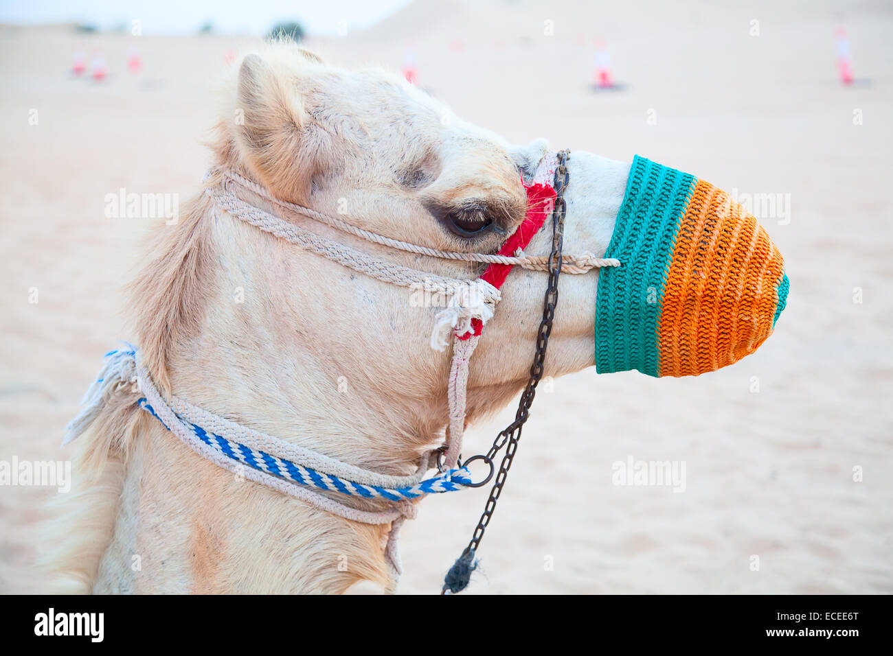 Libya tuareg camel africa desert hi-res stock photography and images ...