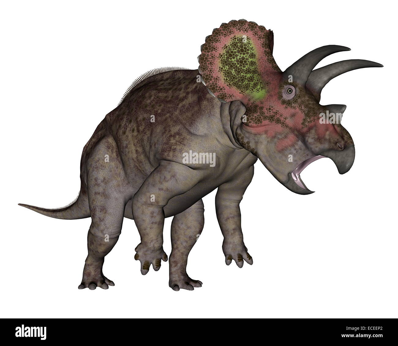 Triceratops dinosaur standing up in white background- 3D render Stock ...