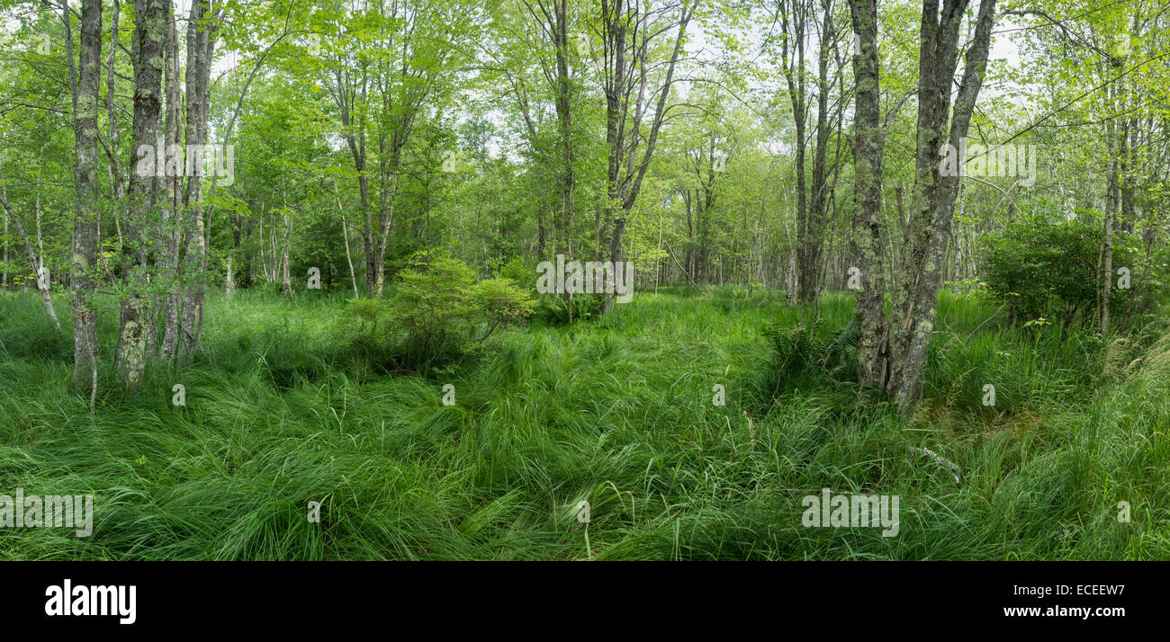 Acadia trees hi-res stock photography and images - Alamy