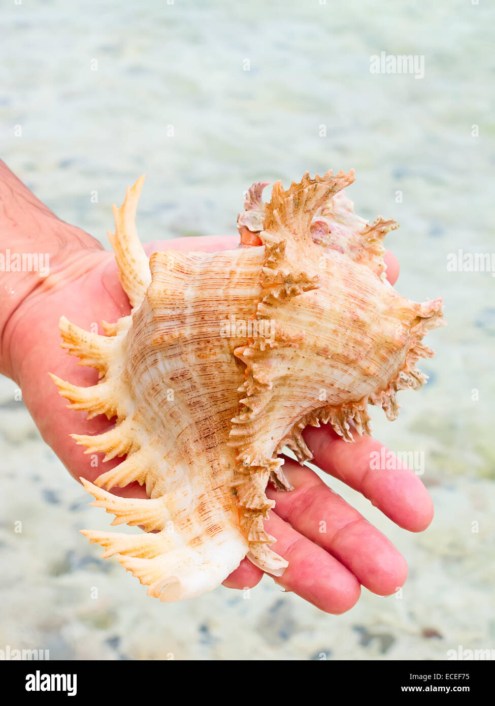 Sea shell on the shore Stock Photo - Alamy