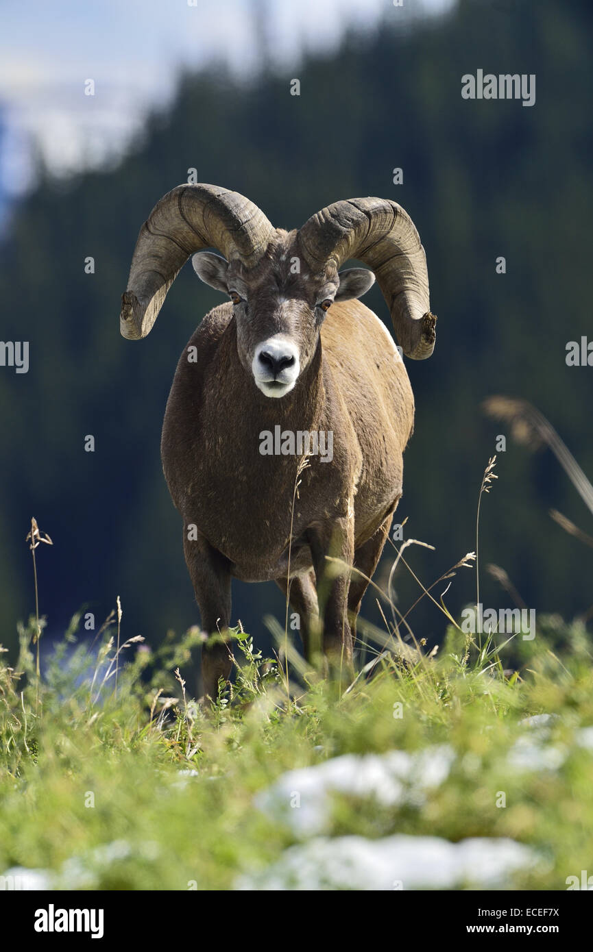 A vertical image of a bighorn sheep feeding in the long green ...