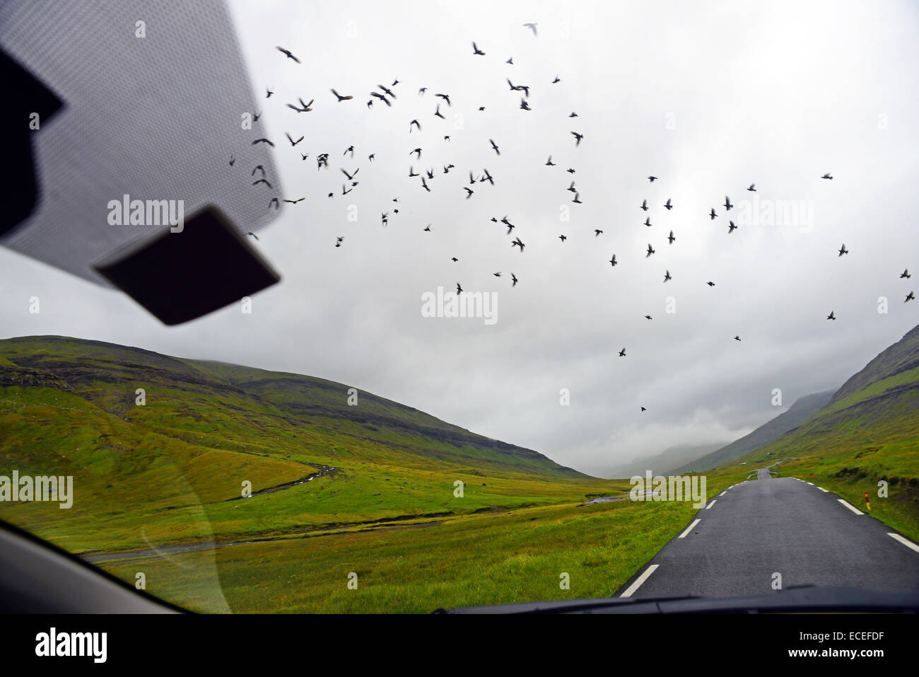 Flock of birds seen from car window, Faroe Islands Stock Photo - Alamy