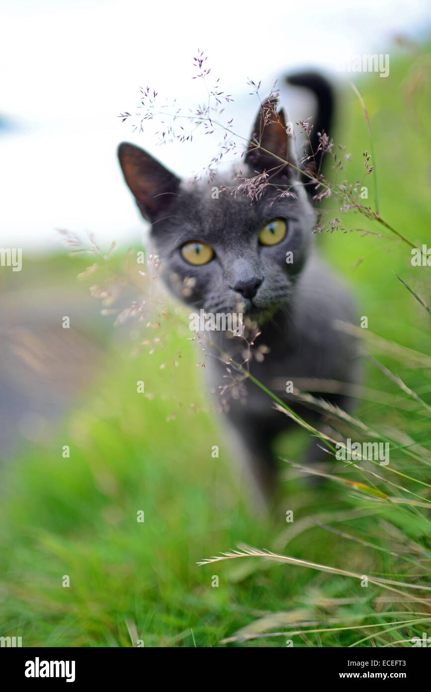 Playful grey cat in streets of Velbastaður, Faroe Islands Stock Photo ...