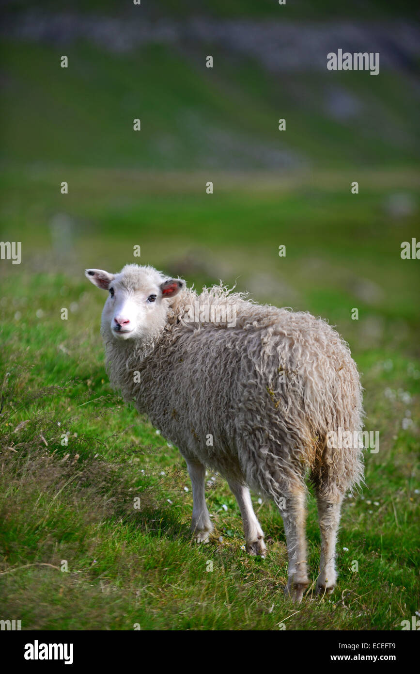 Portrait of Faroese sheep, Faroe Islands Stock Photo - Alamy