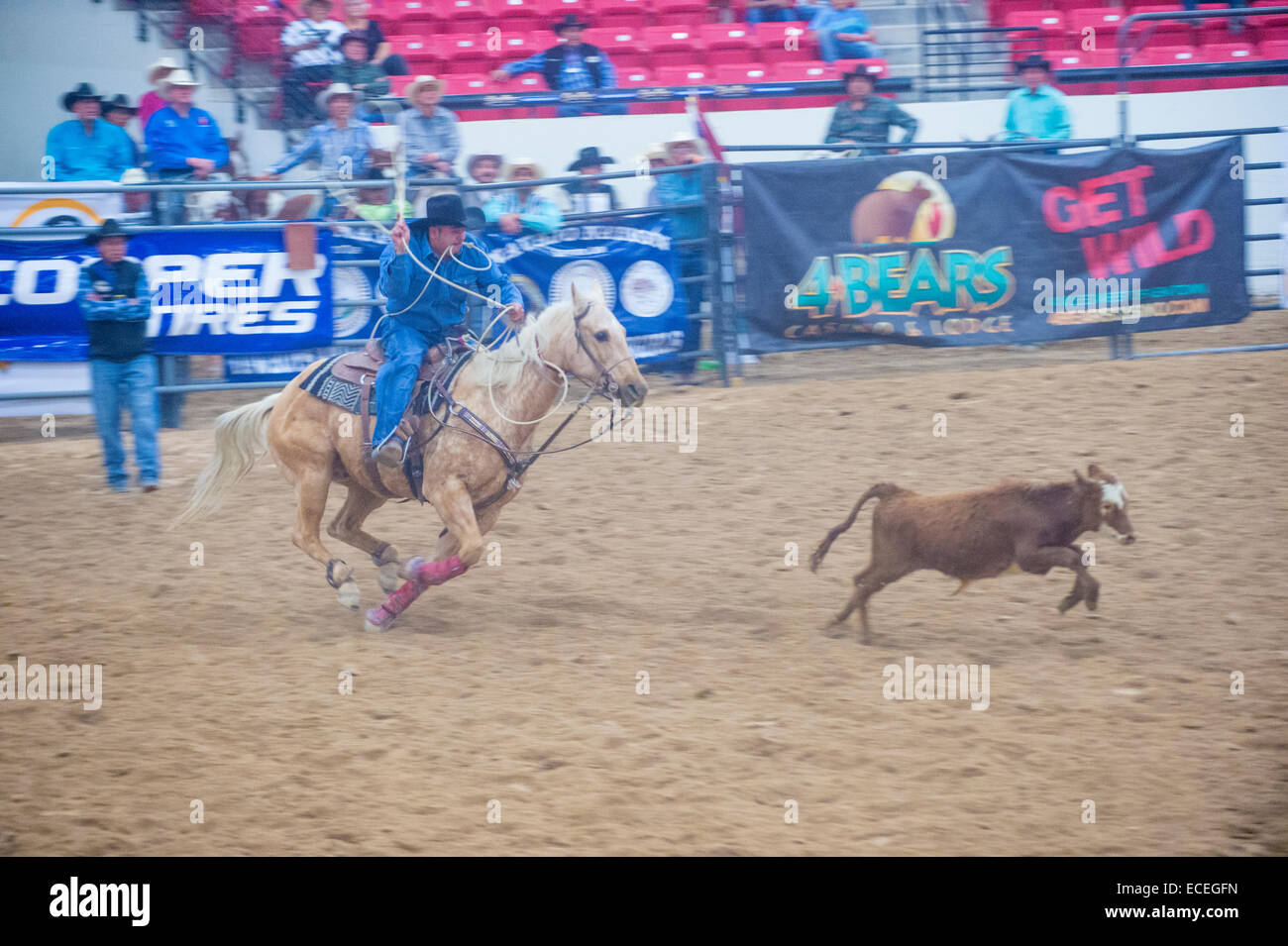 Cowboy Participating in a Calf roping Competition at the Indian ...