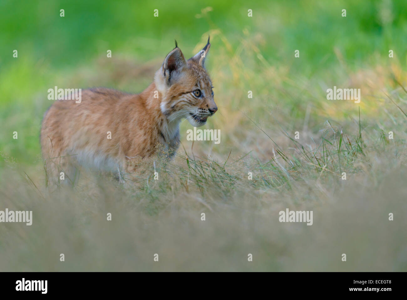 Baby lynx hi-res stock photography and images - Alamy