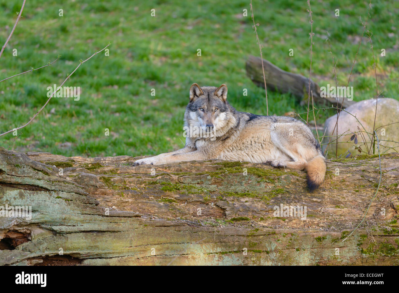 Europäischer Wolf, Canis lupus, European grey wolf Stock Photo - Alamy
