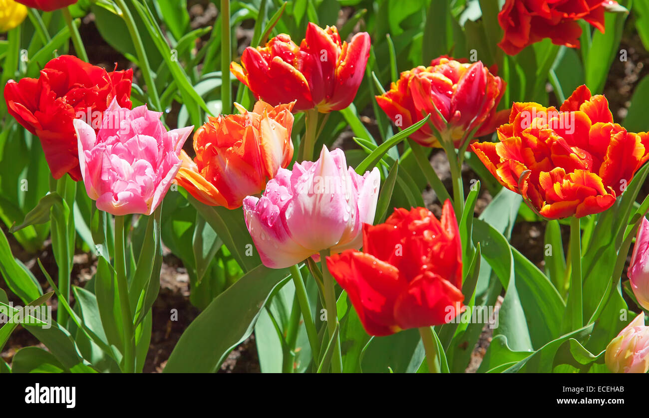 Fresh blooming tulips in the spring garden Stock Photo - Alamy