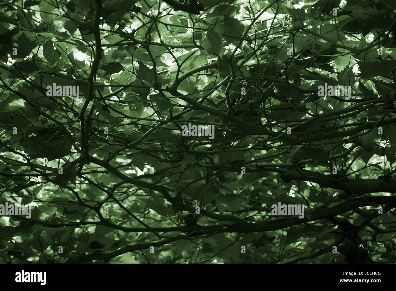Dense canopy hi-res stock photography and images - Alamy