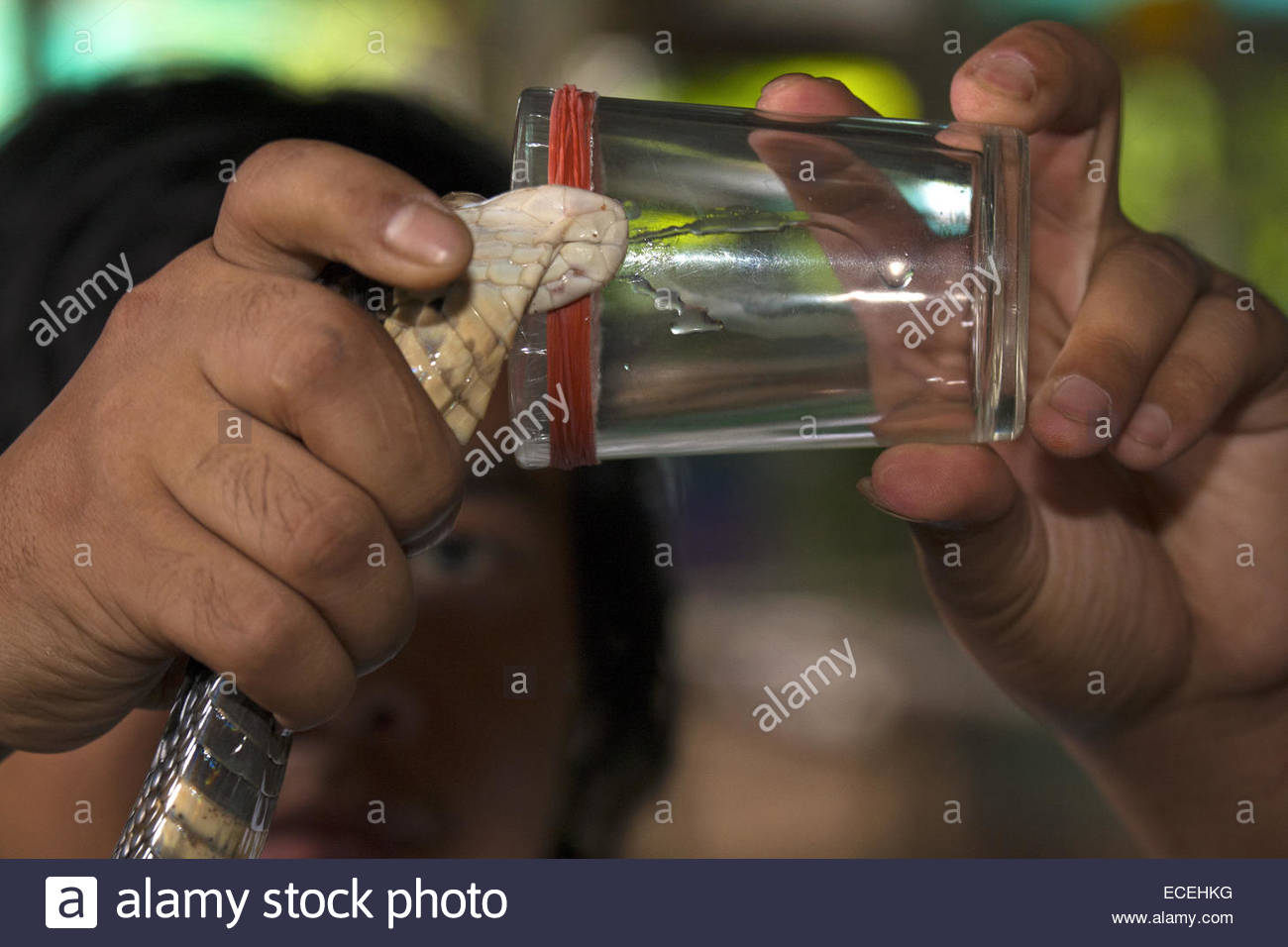 Snake Venom Medicine High Resolution Stock Photography and Images - Alamy