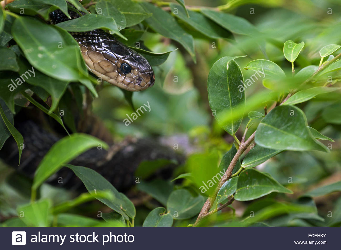 Siamensis High Resolution Stock Photography and Images - Alamy