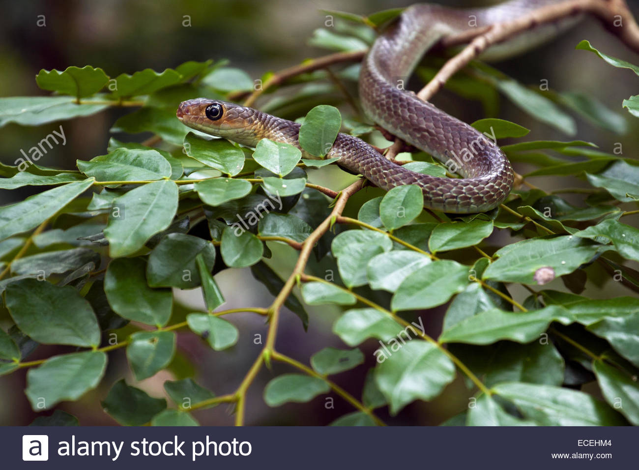 Indo Chinese Rat Snake High Resolution Stock Photography and Images - Alamy