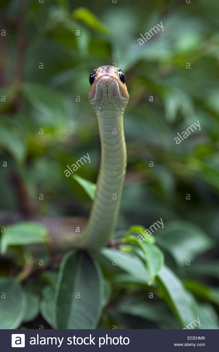 Serpent Tree Stock Photos & Serpent Tree Stock Images - Alamy