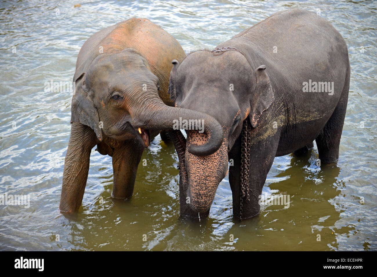 Animals helping each other hi-res stock photography and images - Alamy