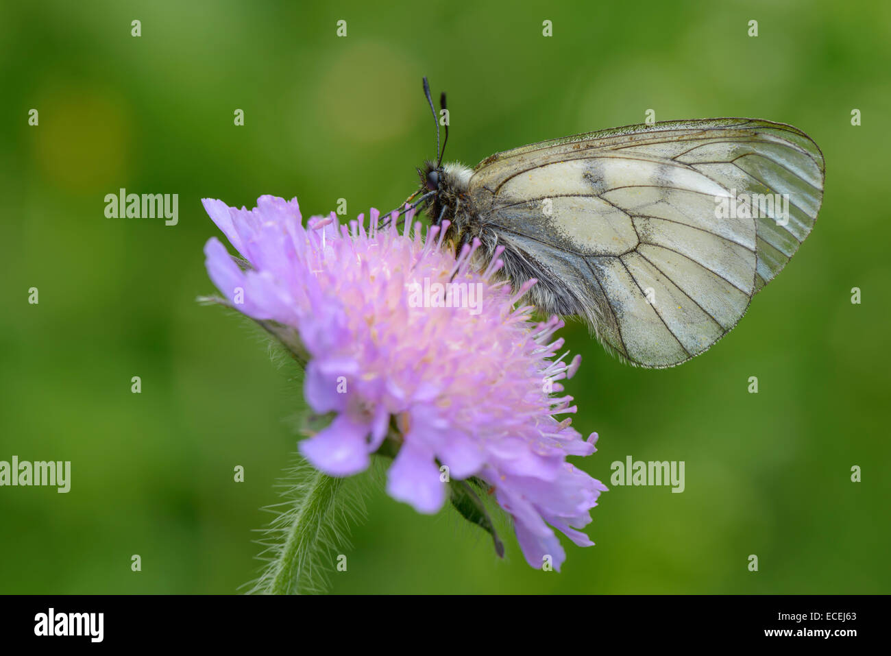 Maennlicher Schwarzer Apollo, Parnassius mnemosyne ssp. hassicus , Male ...