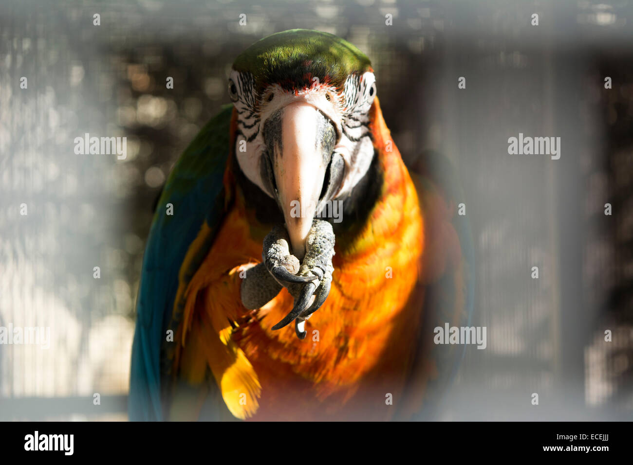 Captive macaw hi-res stock photography and images - Alamy
