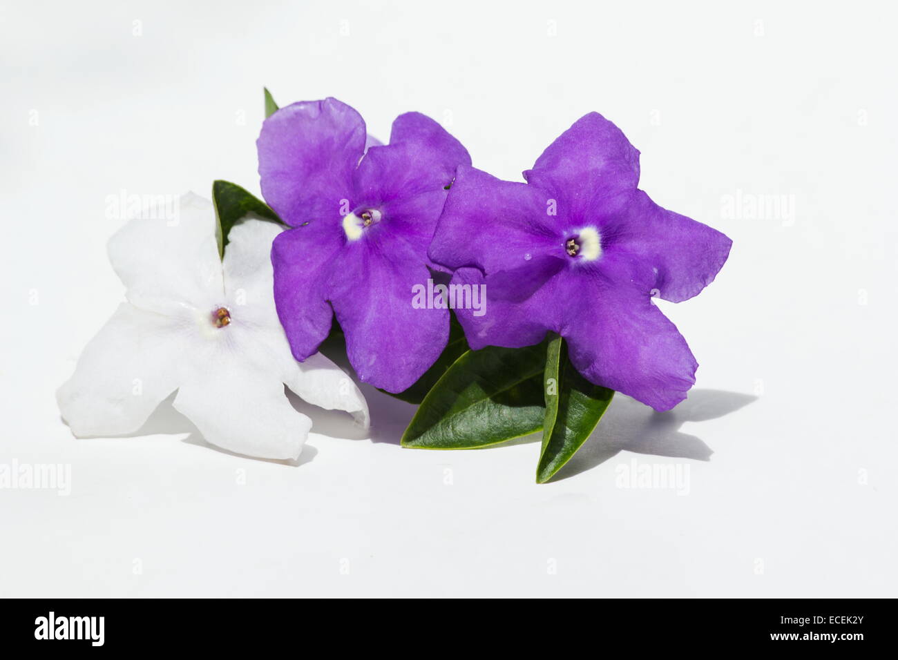 Brunfelsia uniflora Jasmine flower flowers on white background Stock ...