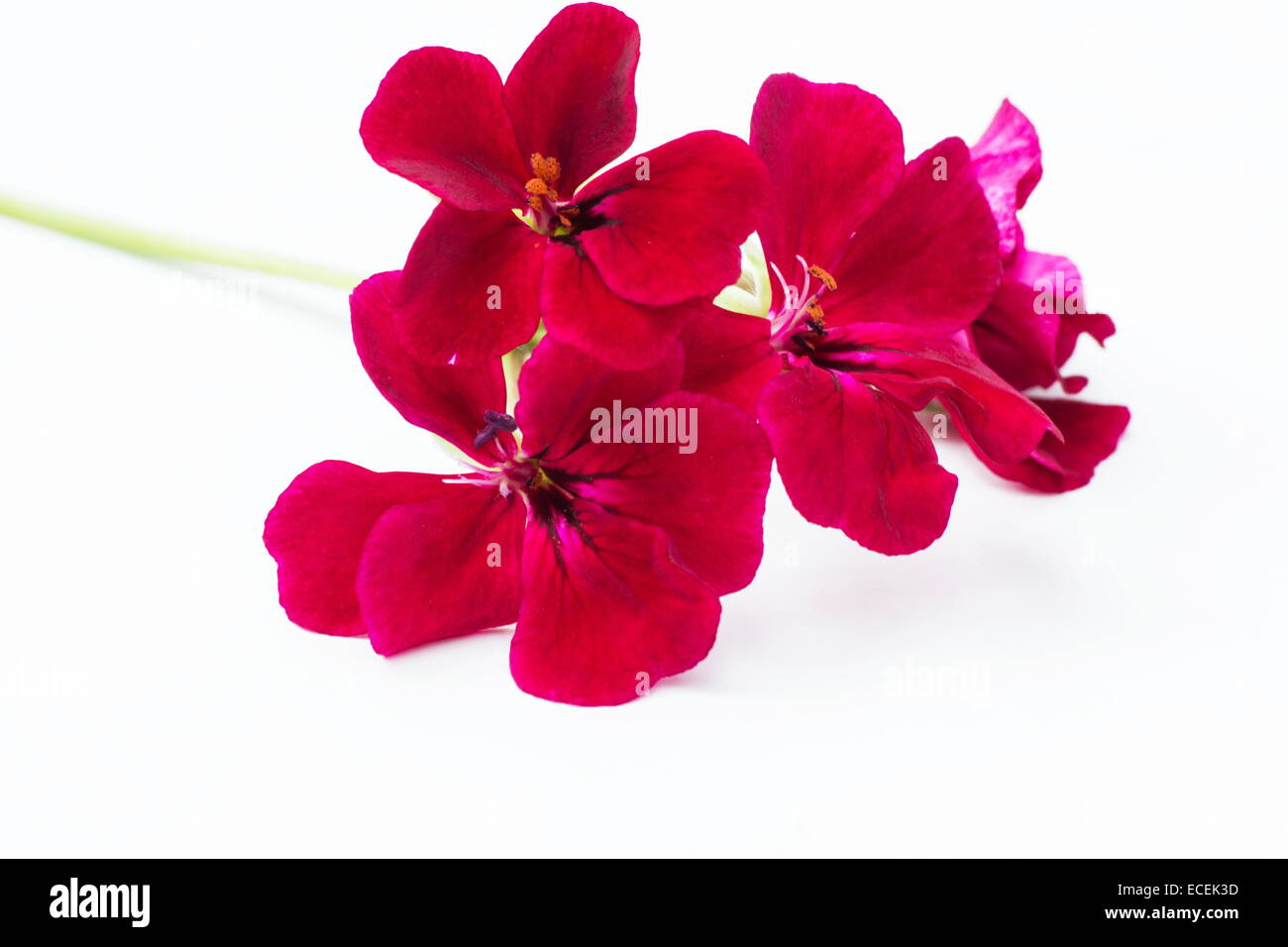 Red geranium flower on white background Stock Photo - Alamy