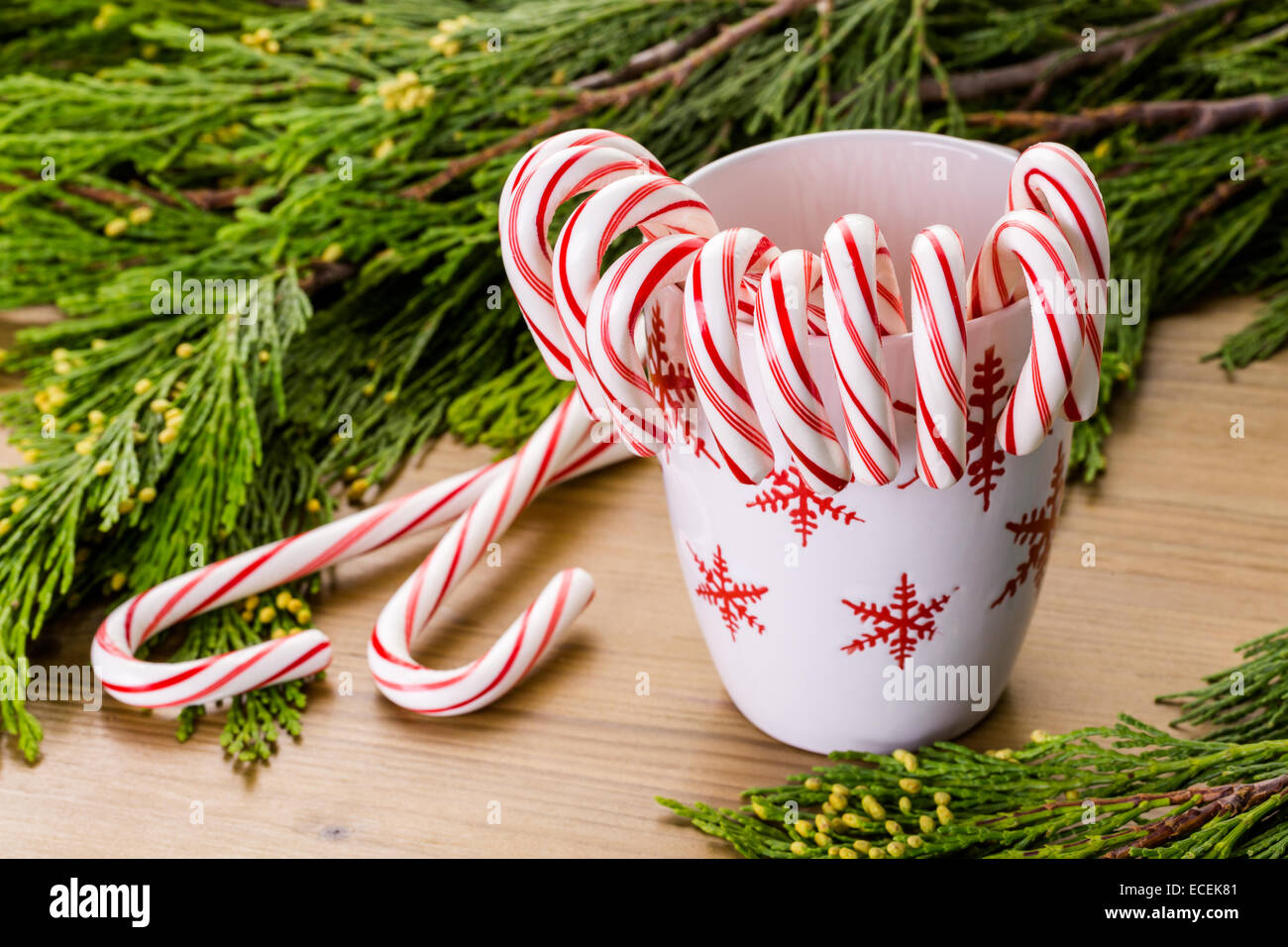 Traditional candycanes on wood table with live evergreen branches Stock ...