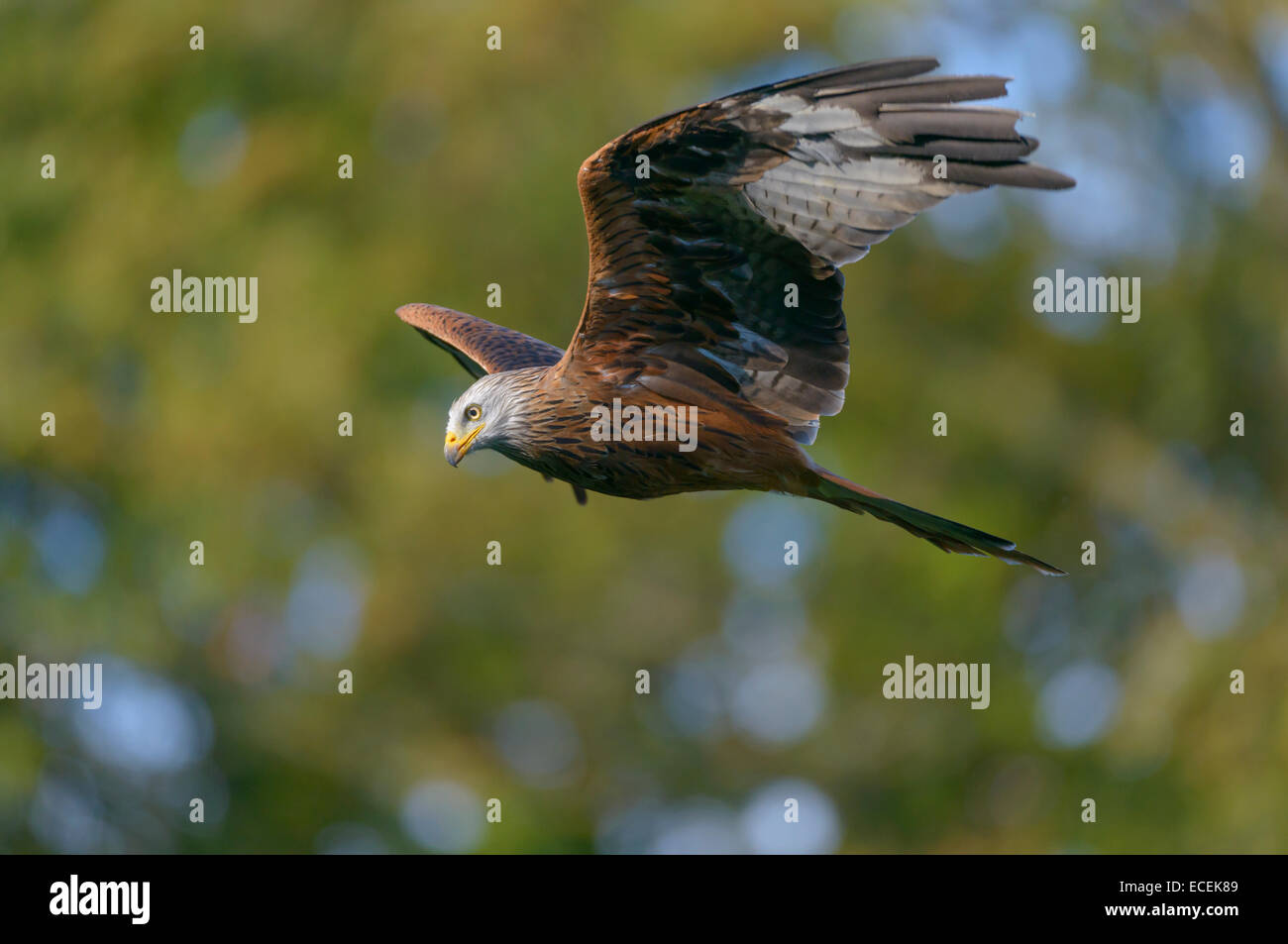 Flying red milan hi-res stock photography and images - Alamy