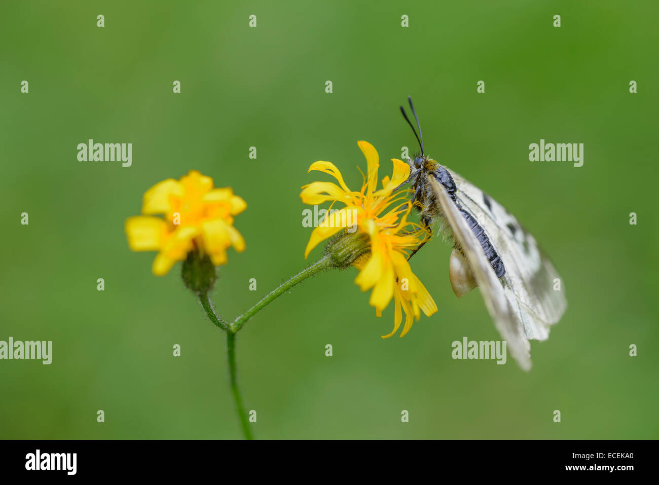 Weiblicher Schwarzer Apollo, Parnassius mnemosyne ssp. hassicus ...