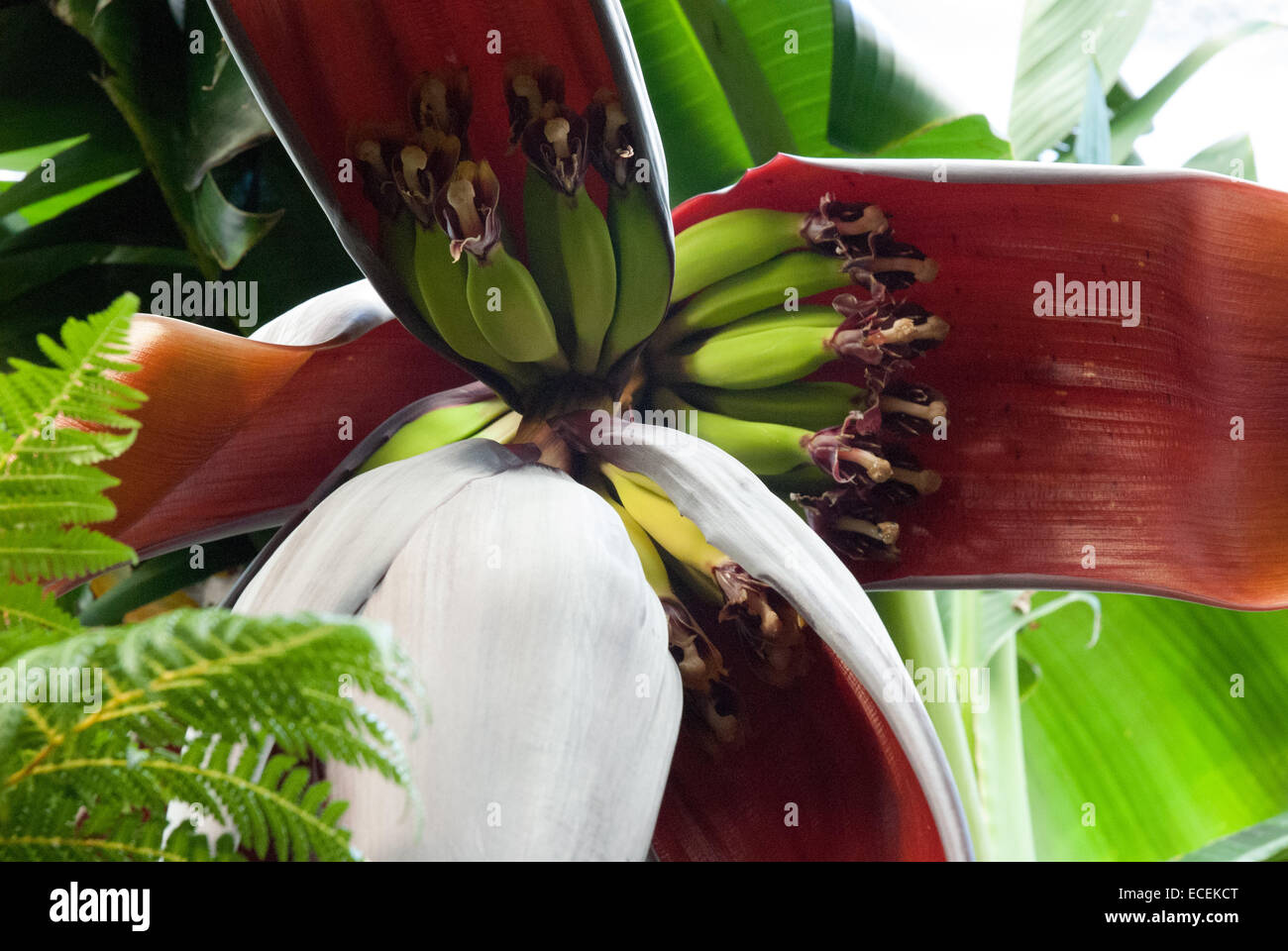 Bananas growing outside hi-res stock photography and images - Alamy