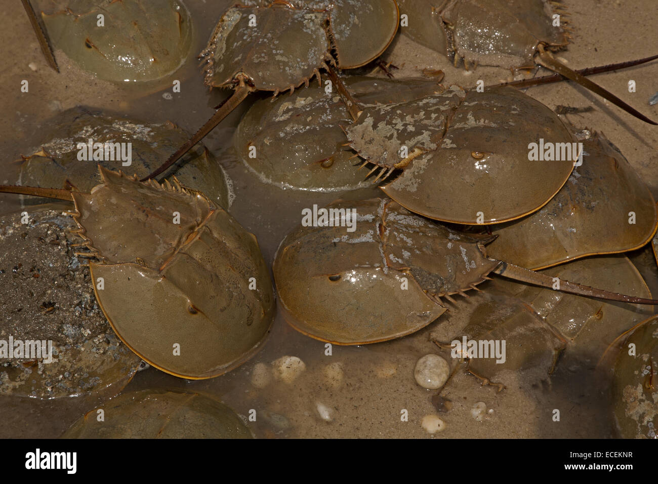 Horseshoe Crabs, Limulus polyphemus, Delaware bay, Delaware, coming ...