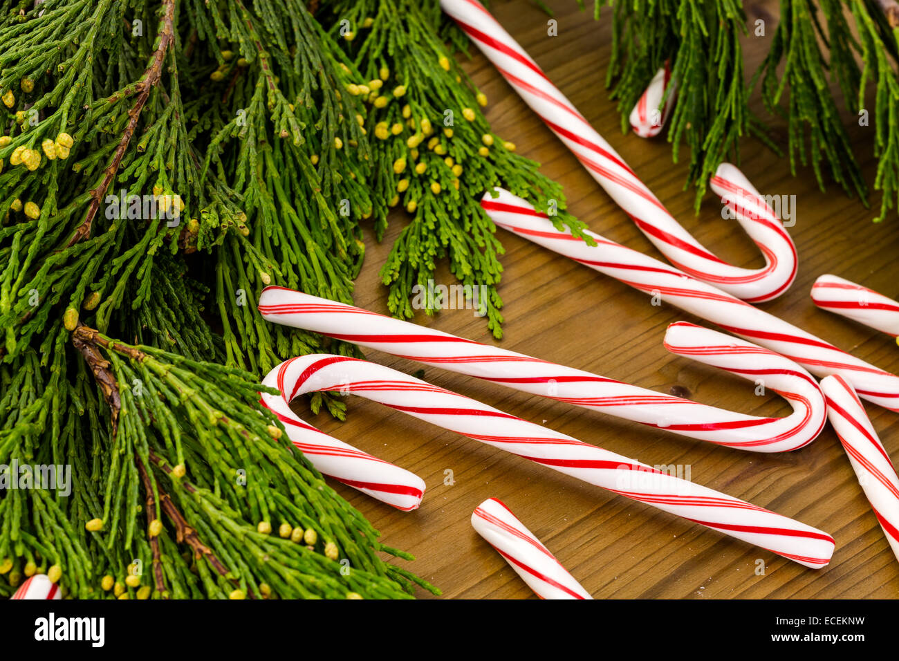 Traditional candycanes on wood table with live evergreen branches Stock ...