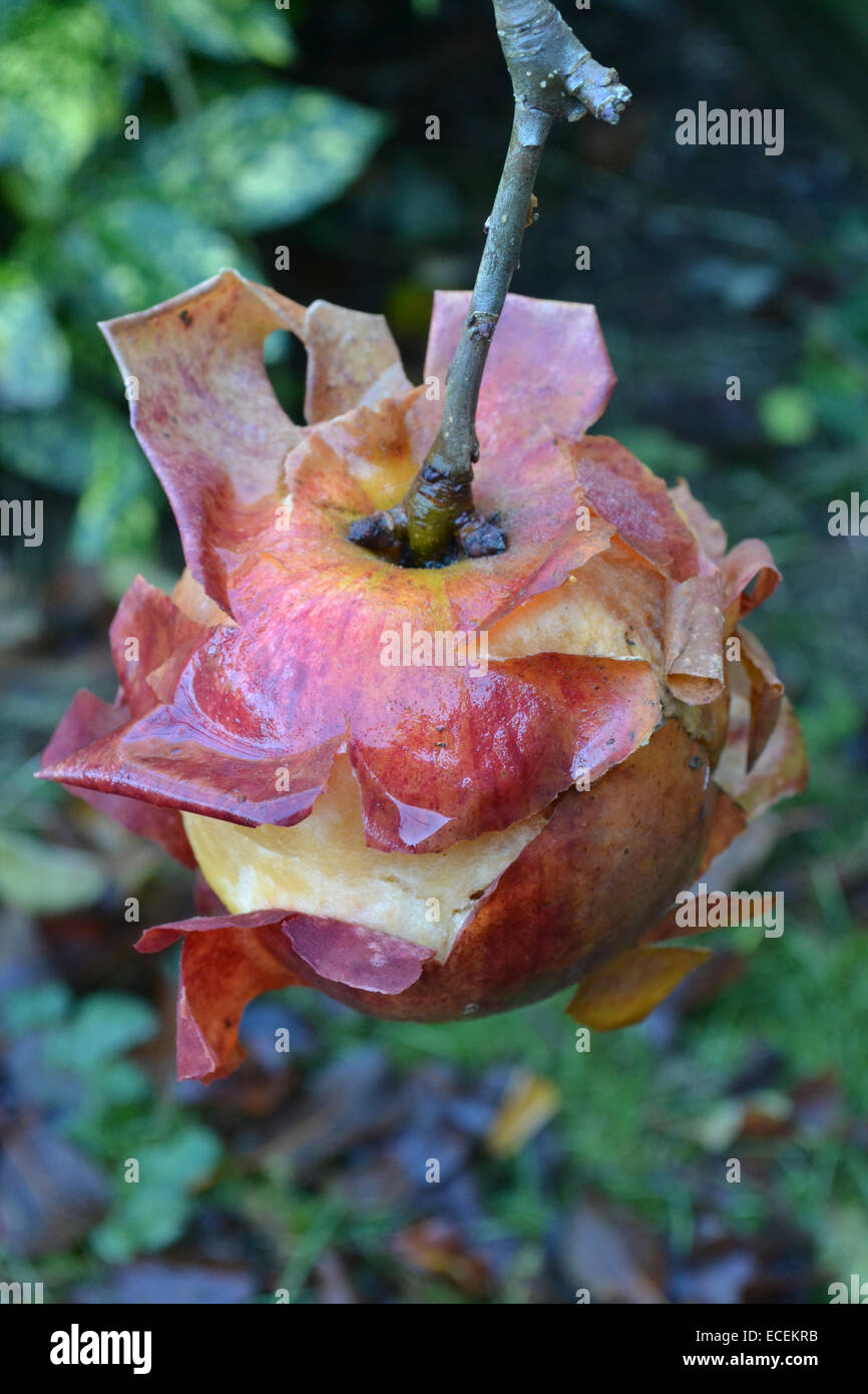 A rotting apple still attached to the tree with its skin pealing back ...