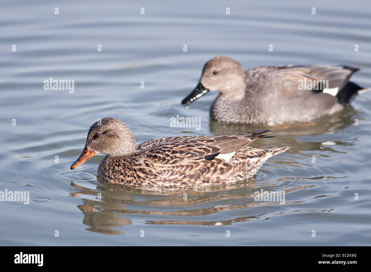 Male and female gadwalls uk hi-res stock photography and images - Alamy