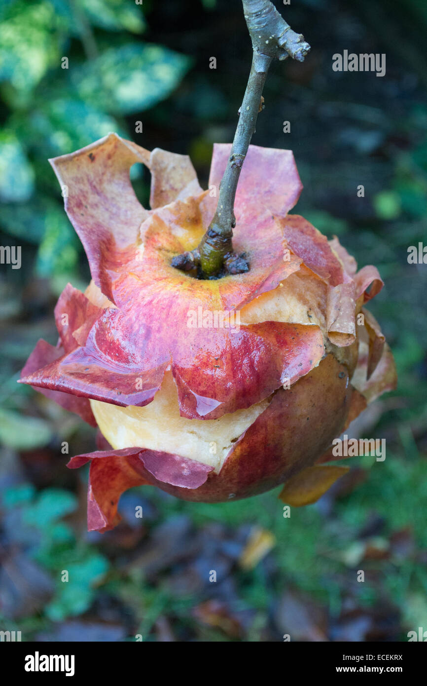 A rotting apple still attached to the tree with its skin pealing back ...