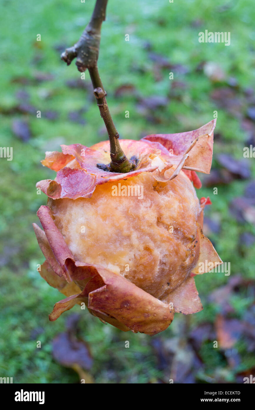 A rotting apple still attached to the tree with its skin pealing back ...