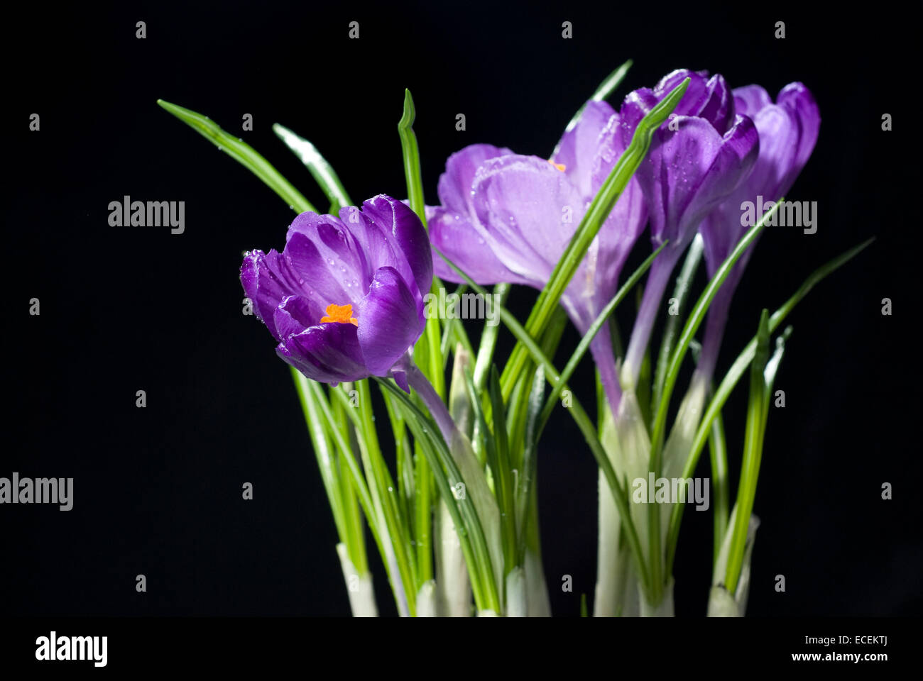 crocus bouquet isolated on black Stock Photo - Alamy